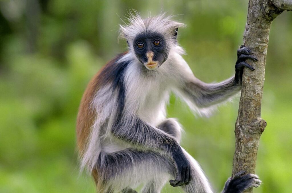 Primates in Uganda: Top Destinations to see Primates in Uganda – Sun ...